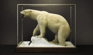 Curb Cuts - 99% Invisible