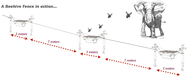 Invisible Fences: Farmers Plant Beehive Guard Posts to Repel Elephants ...