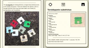 Bagged & Tagged: An Introductory Field Guide to Plastic Bread Clips ...