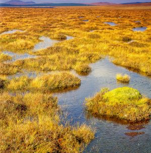 Curb Cuts - 99% Invisible