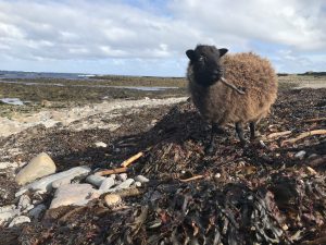 End of the Road for Botts' Dots: Round Markers Being Phased Out in ...