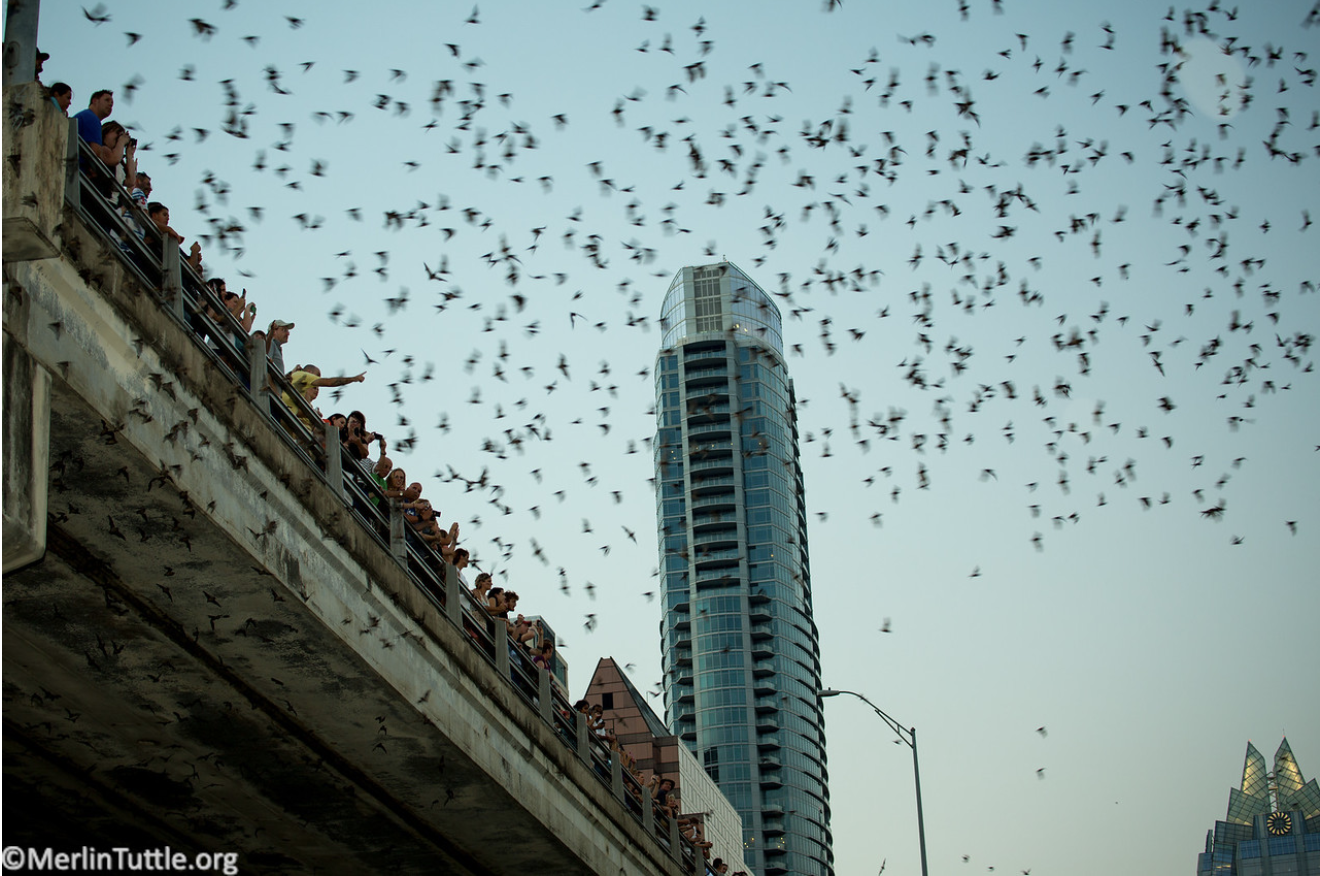 The Batman and the Bridge Builder - 99% Invisible