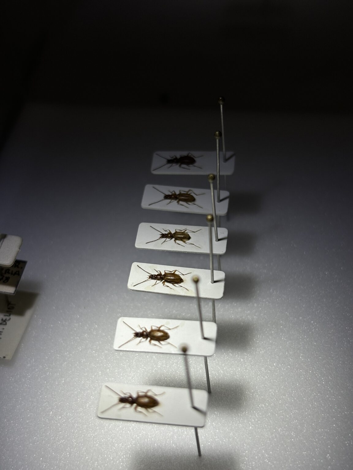 A Beetle By Any Other Name - 99% Invisible