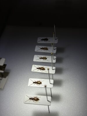 The Infantorium - 99% Invisible