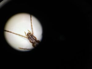 A Beetle By Any Other Name - 99% Invisible